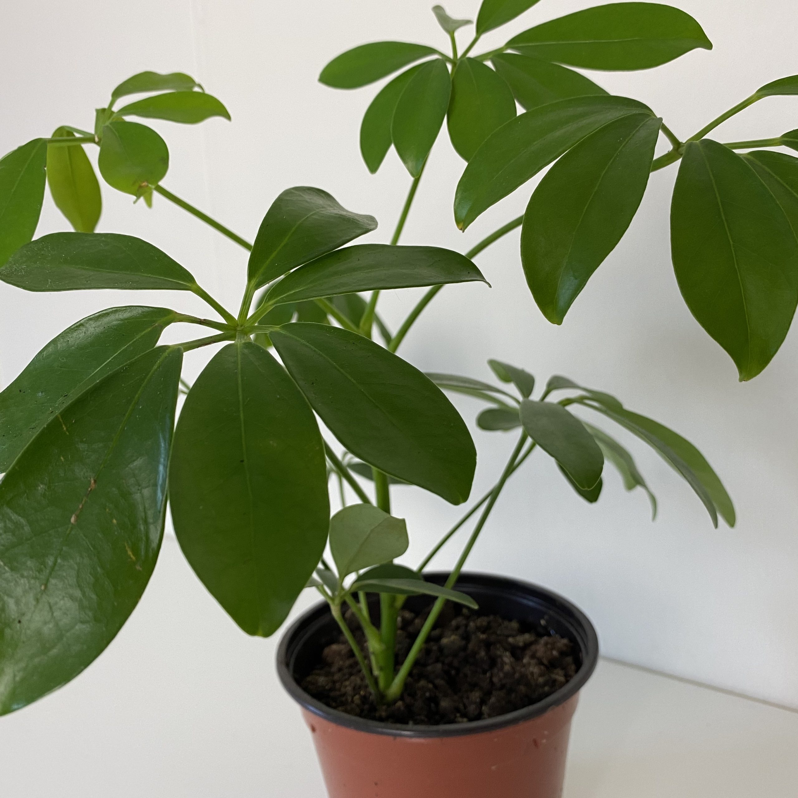 Img 2202 Planet Houseplant img-2202-planet-houseplant