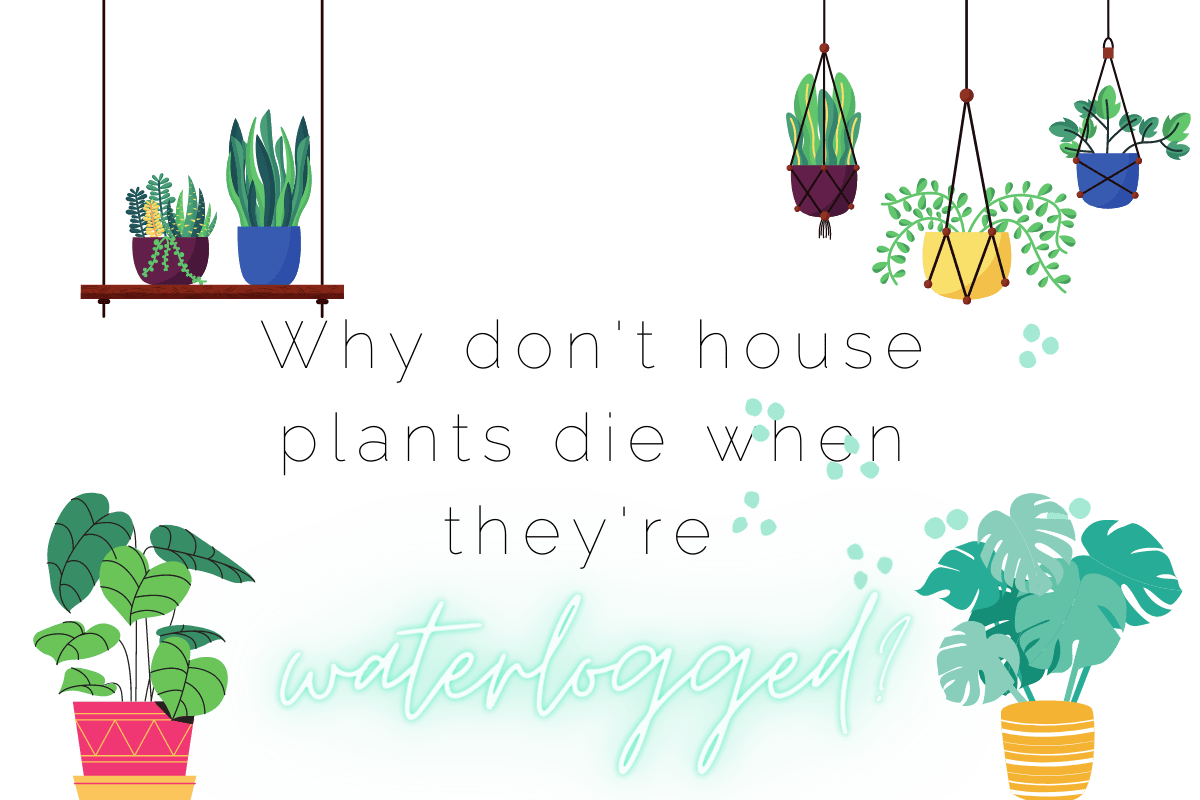 Why Do House Plants Die When They re Waterlogged Planet Houseplant Why Do House Plants Die When They re Waterlogged Planet Houseplant
