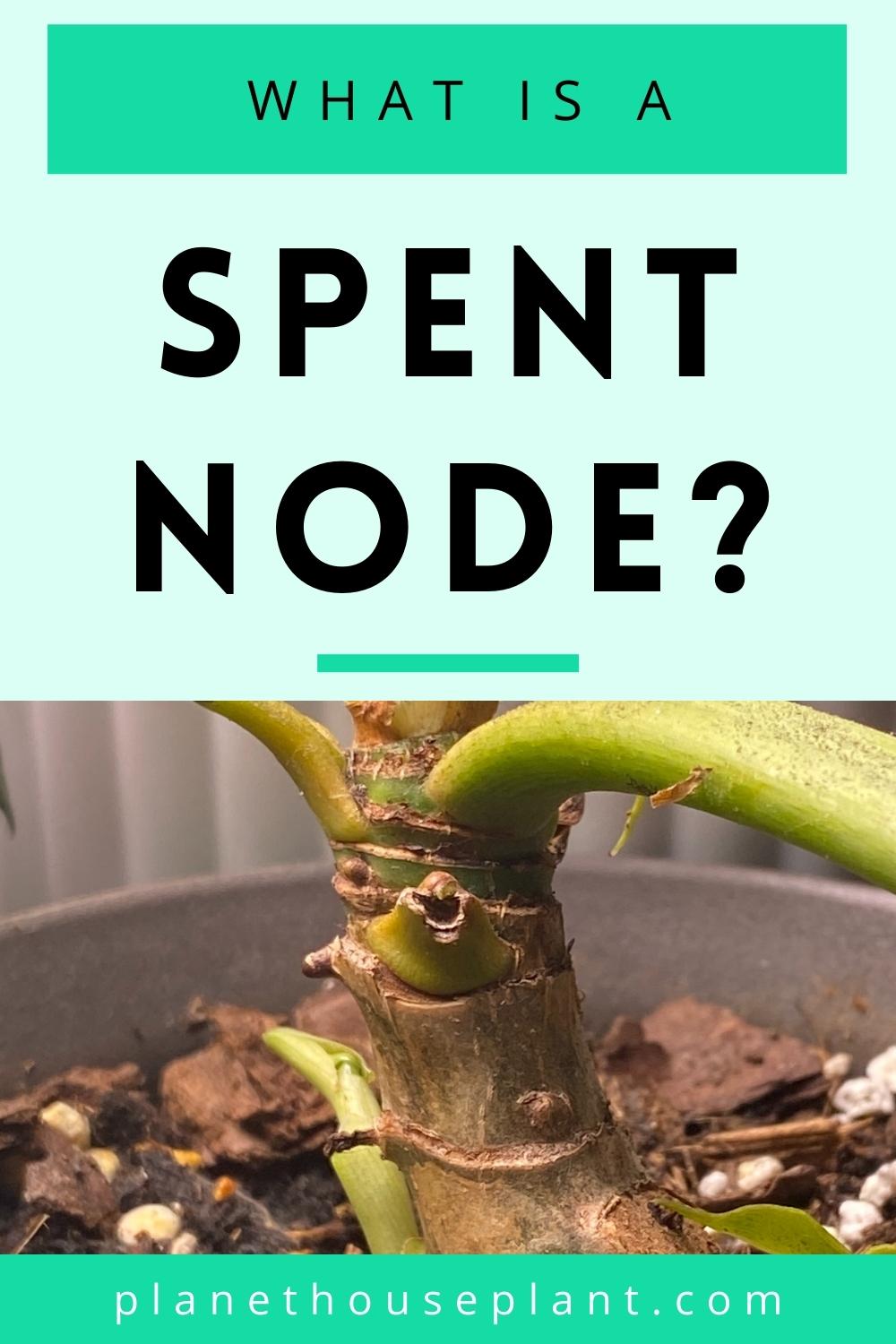 The Planet Houseplant Guide To Spent Nodes Planet Houseplant The Planet Houseplant Guide To Spent Nodes Planet Houseplant